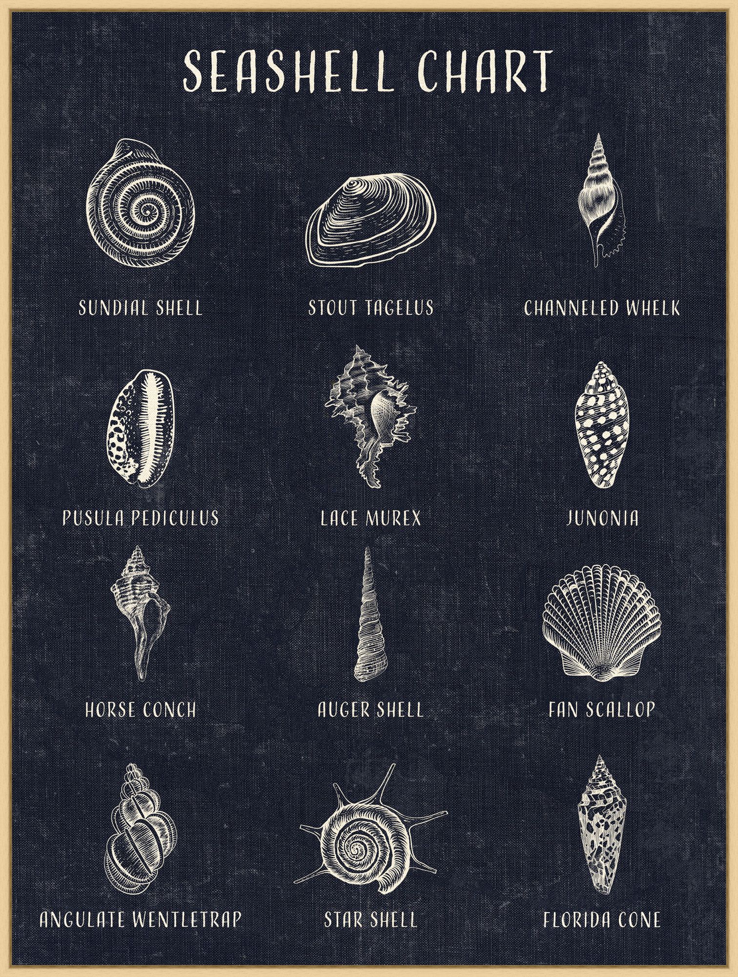Shell Chart – Coastal Artwork – Coastal Bleu